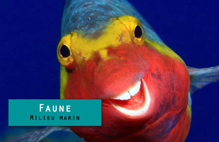 LE POISSON PERROQUET • Green Karavan